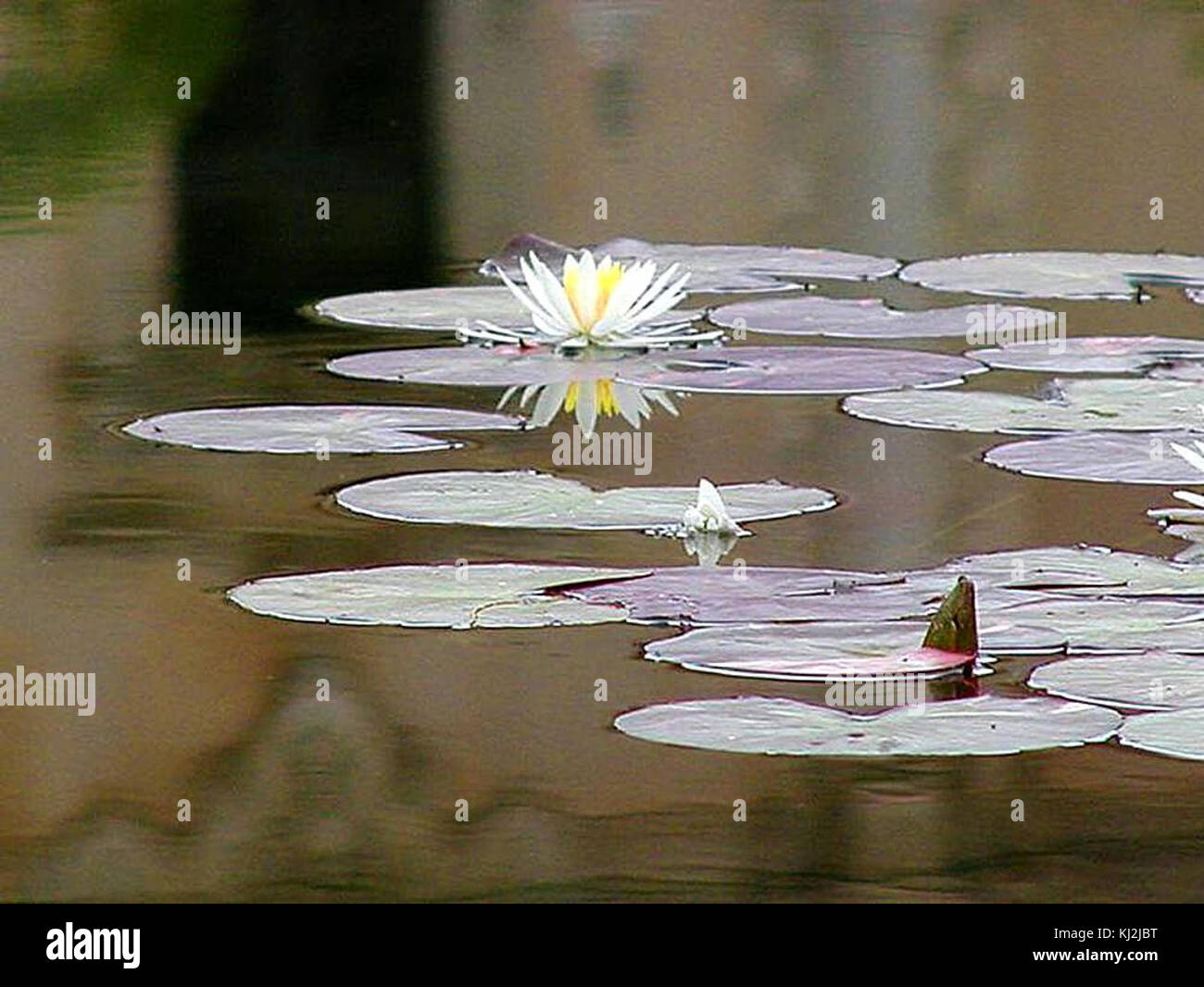 Lilly lillies ponds lillypads Stock Photo - Alamy