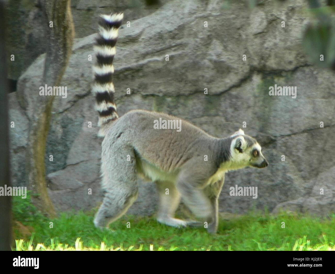 Lemur in motion hi-res stock photography and images - Alamy