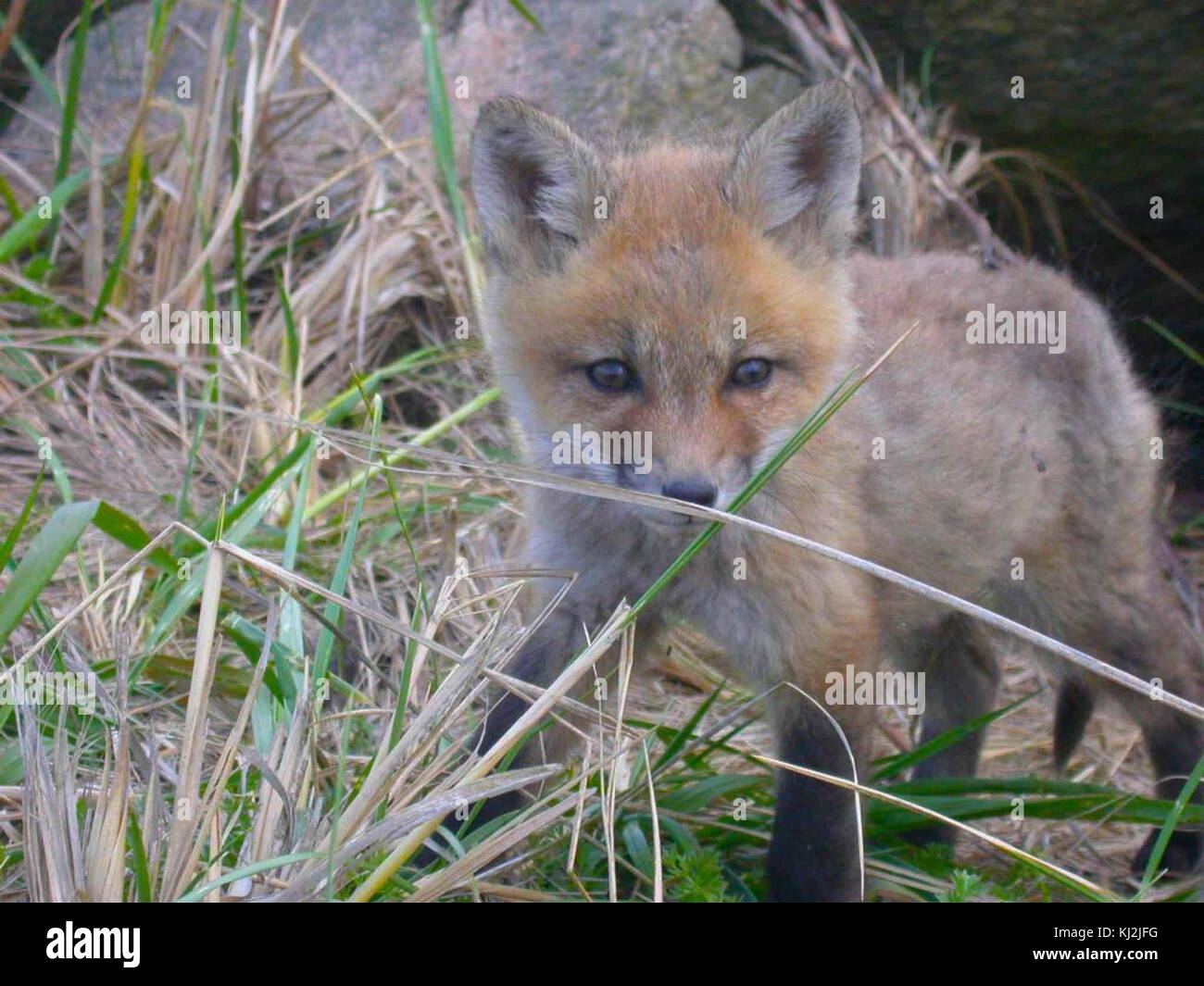 Baby red fox vulpes vulpes Stock Photo - Alamy