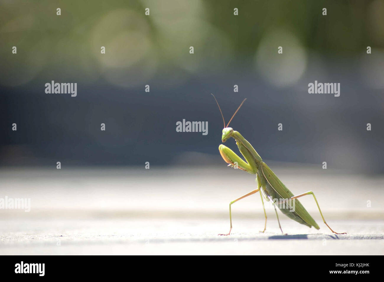 Praying mantis insect photo Stock Photo - Alamy