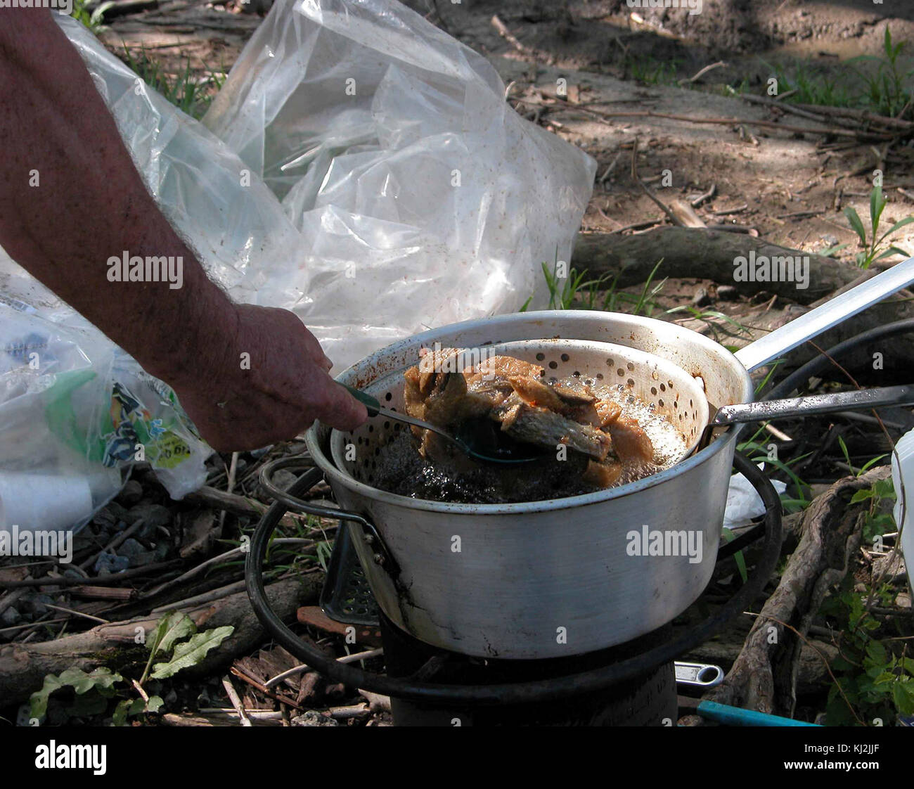 This image depicts the preparation of American shad fish for frying ...