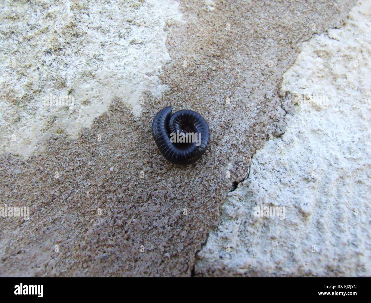 Millipede identification hi-res stock photography and images - Alamy