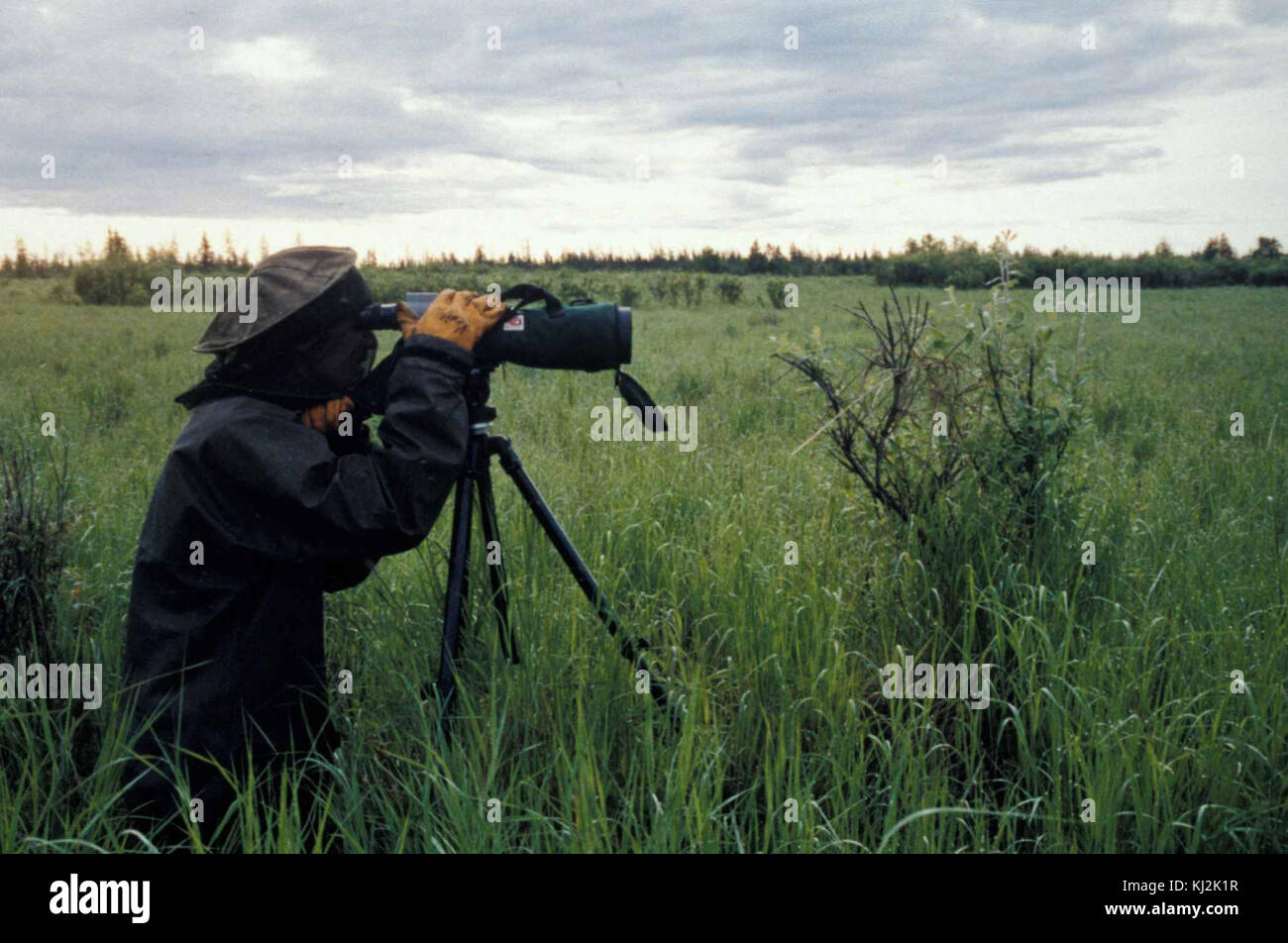 Professional photographer with a telescopic camera captures the living ...