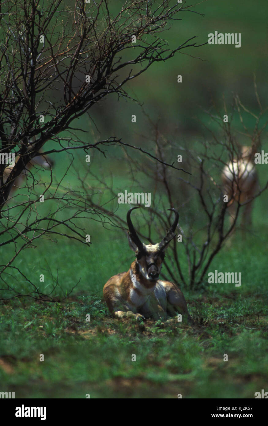 Pronghorn antelope resting among trees Stock Photo - Alamy