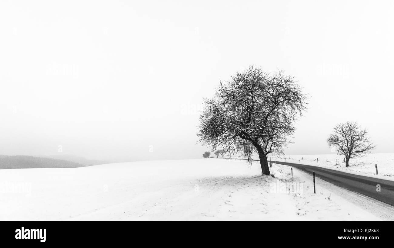 Artistic minimalist winter scene in black and white. Solitary tree in ...