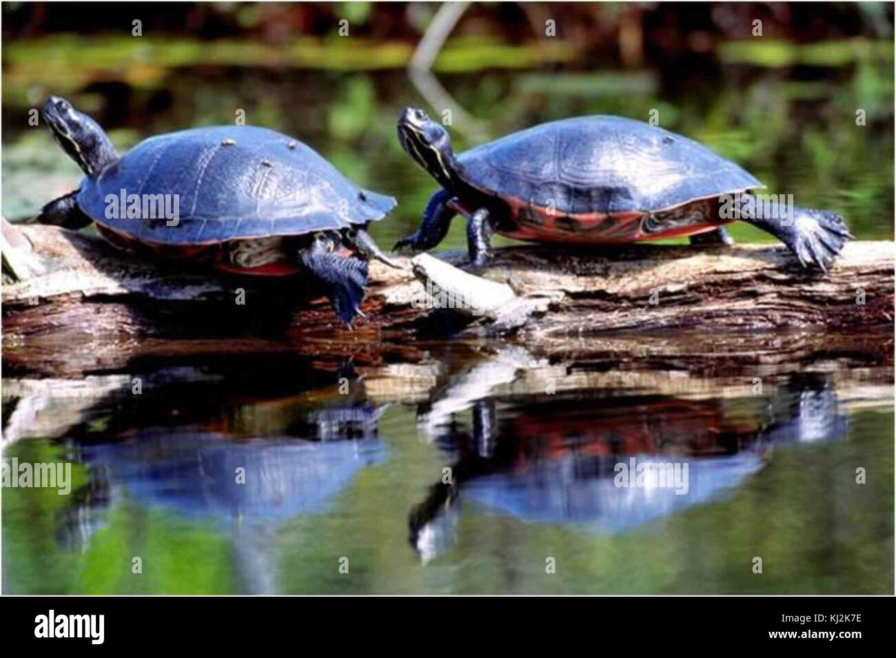 Red bellied turtles hi-res stock photography and images - Alamy