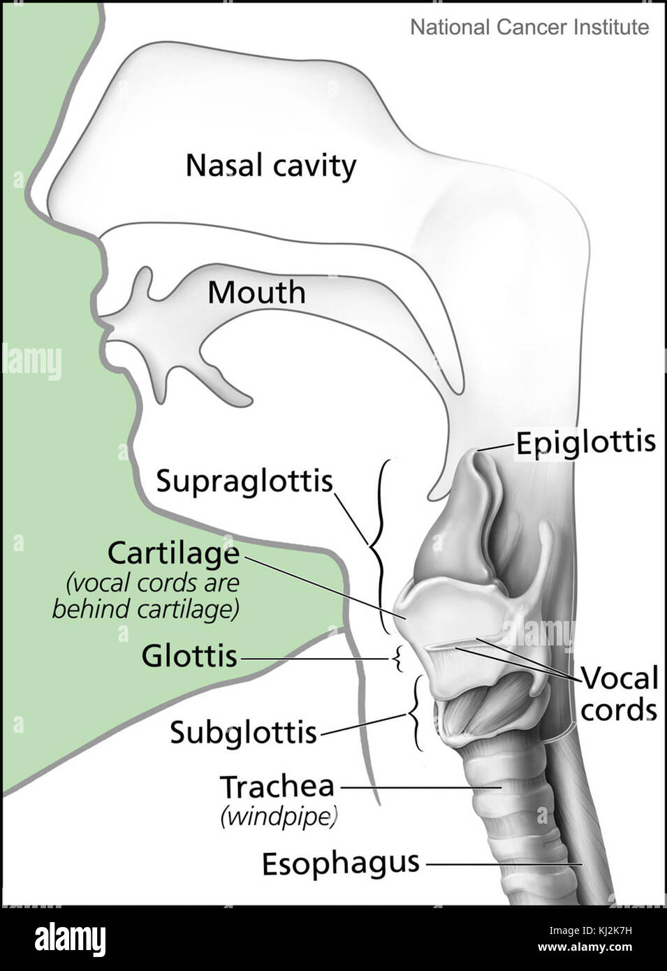 Larynx photo hi-res stock photography and images - Alamy