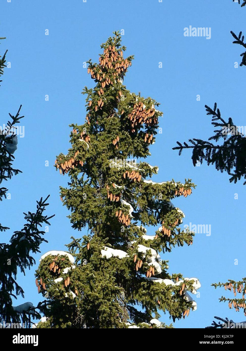 Tree top habitat hi-res stock photography and images - Alamy