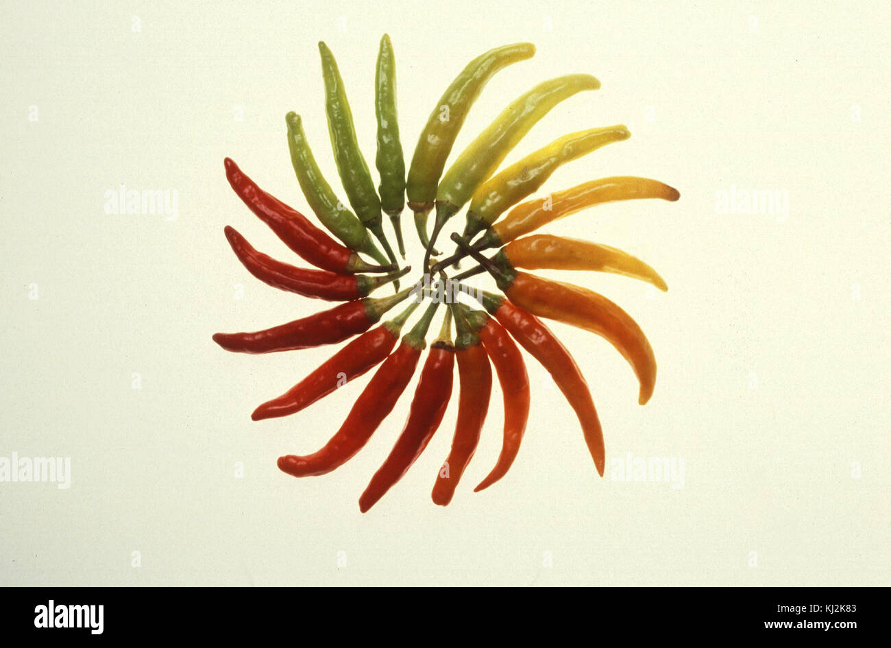 A variety of multi-colored hot peppers showcasing the vibrant colors ...