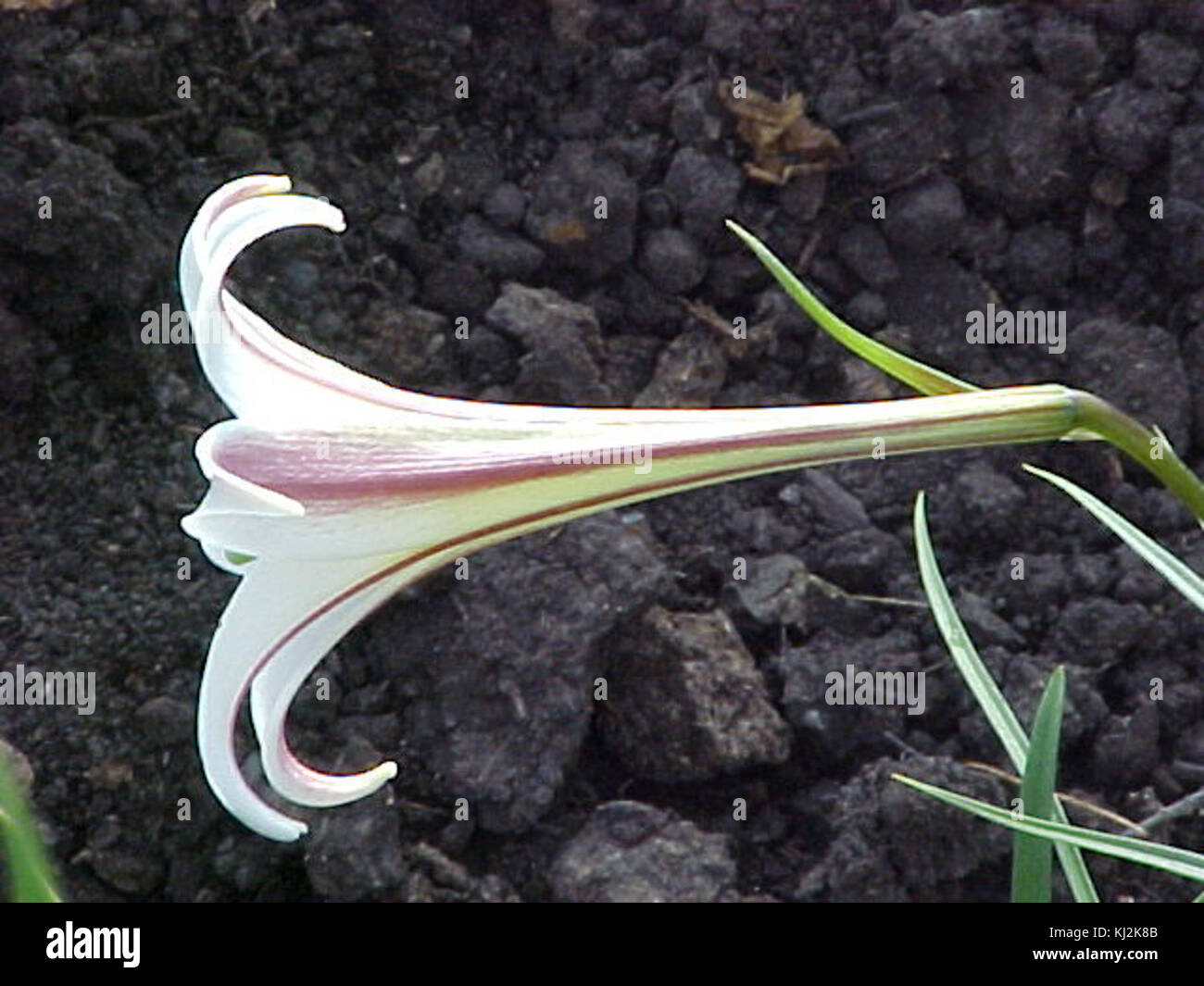 Distinctive floral characteristics hi-res stock photography and images ...