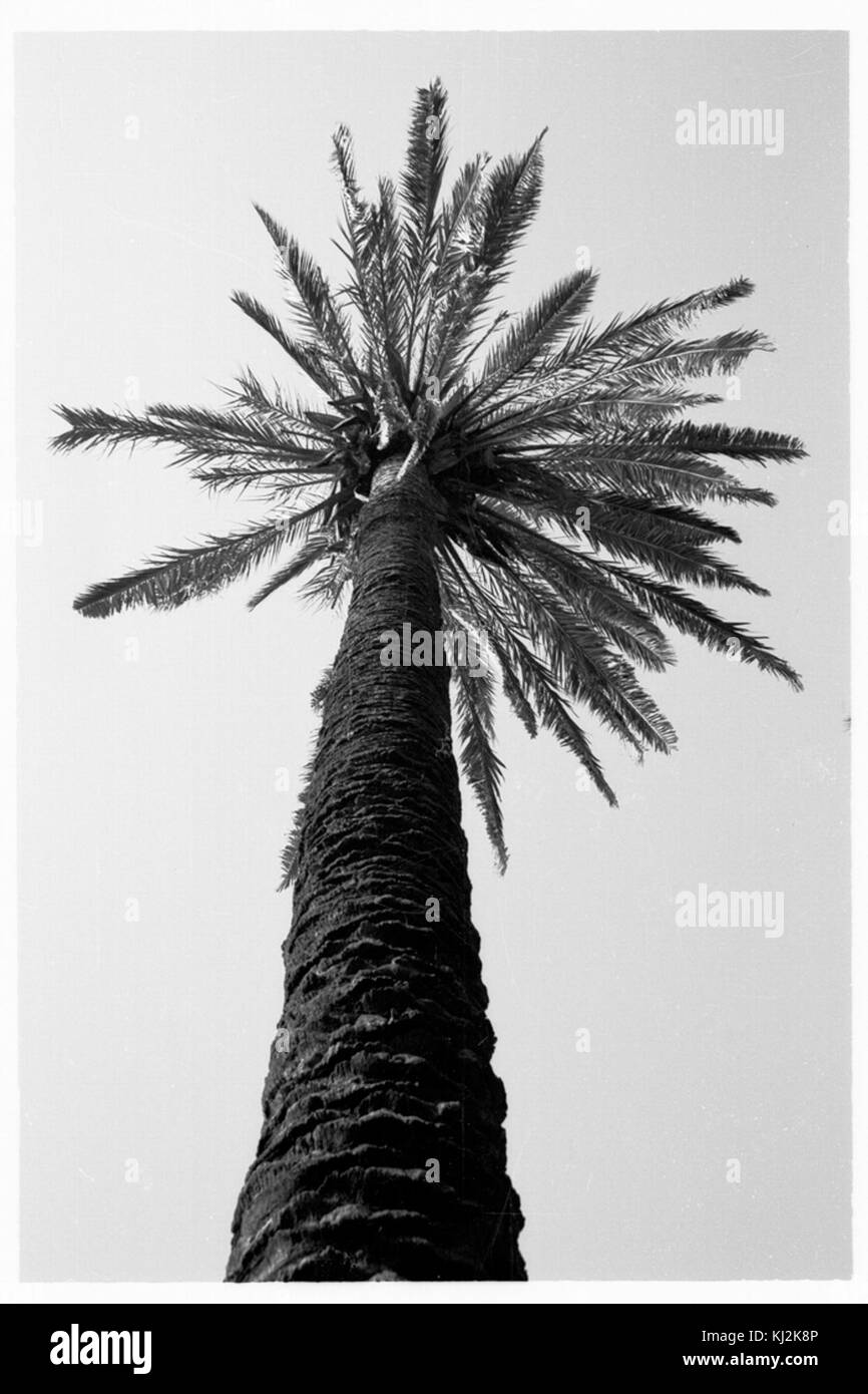 La tropical Black and White Stock Photos & Images - Alamy