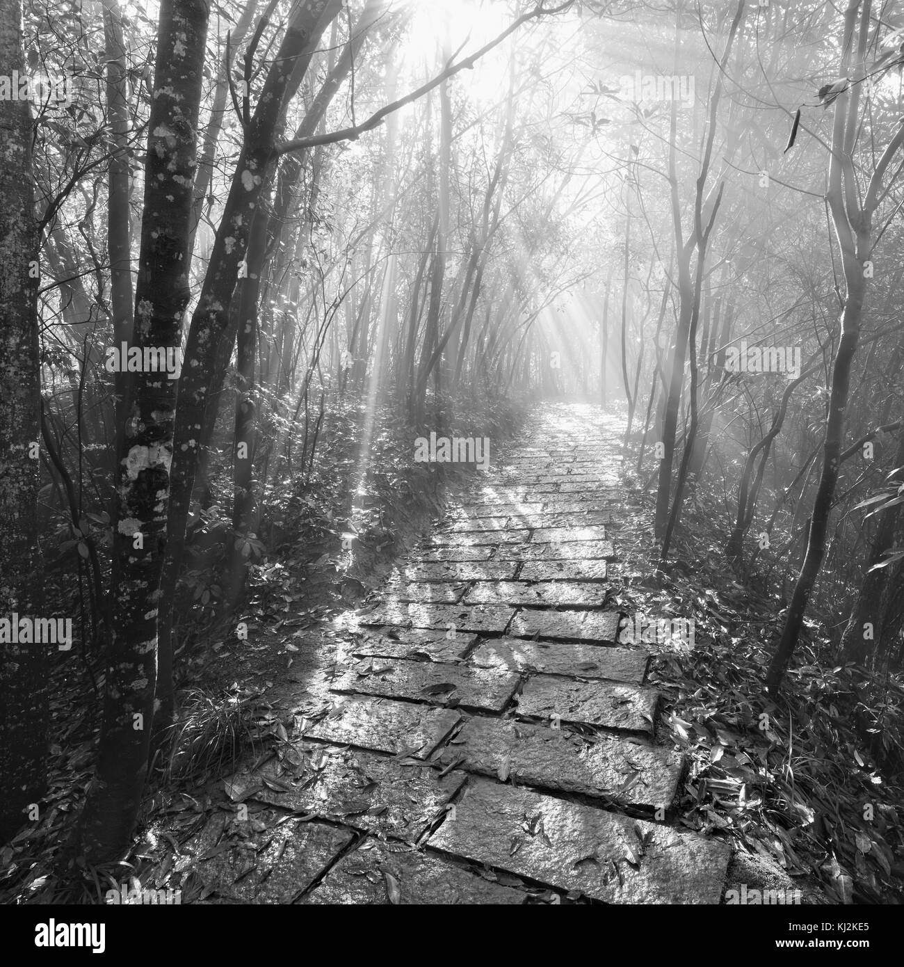 Monochrome image of the wet stone path in Zhangjiajie Forest Park at ...