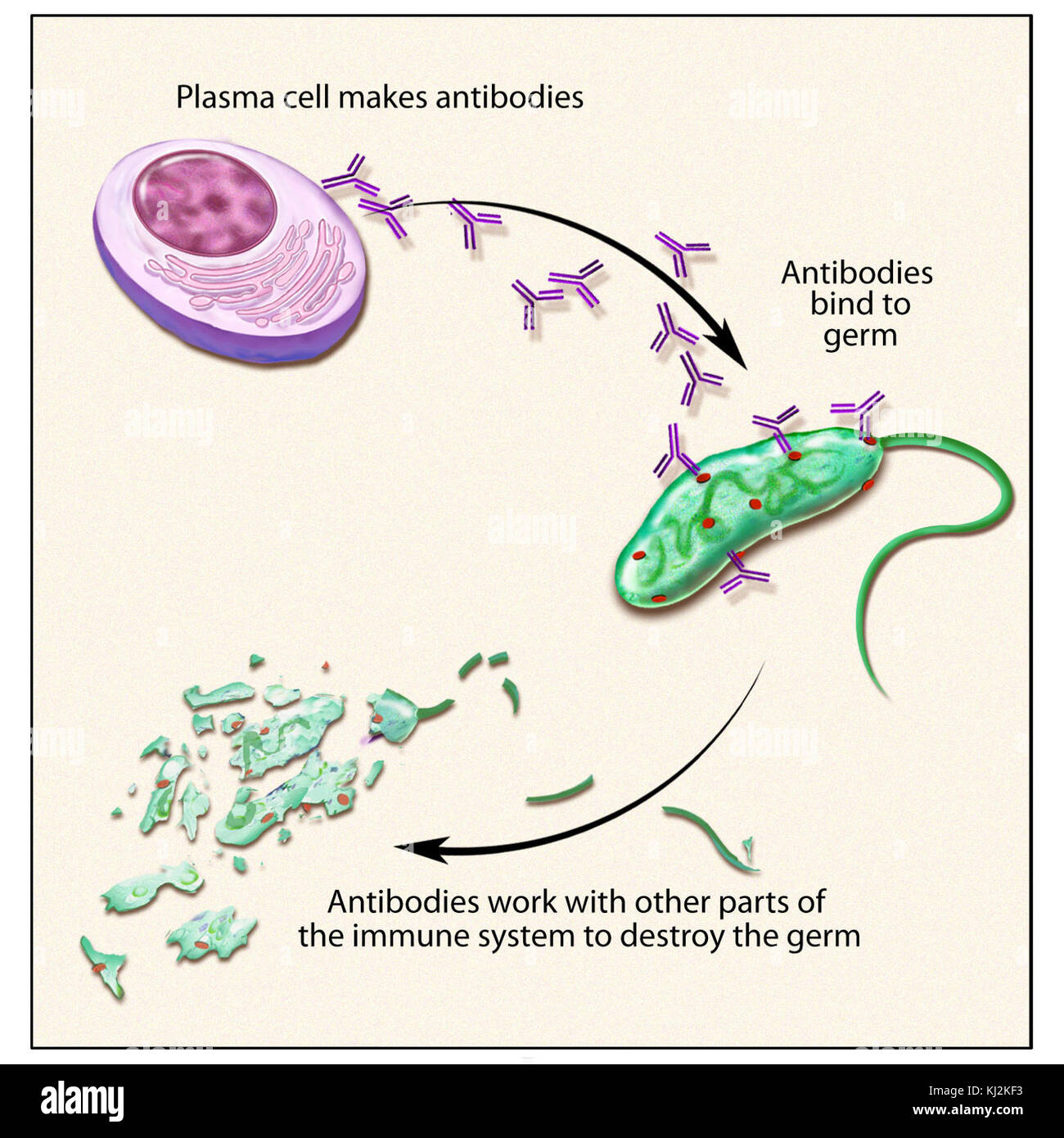 Normal plasma blood cells Stock Photo - Alamy