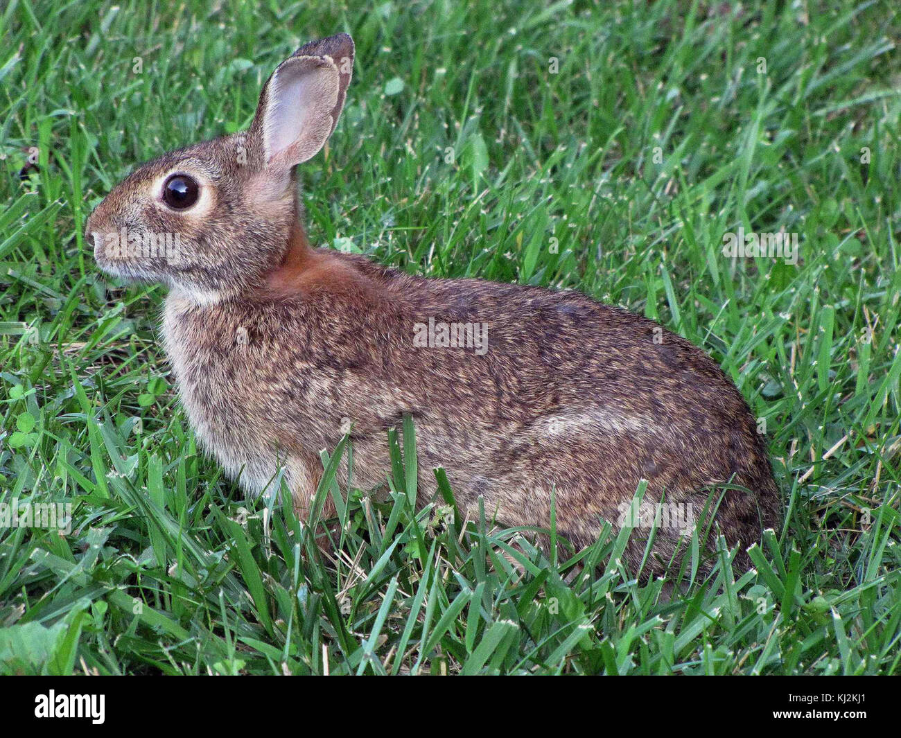 Rabbit in spring grass Stock Photo - Alamy