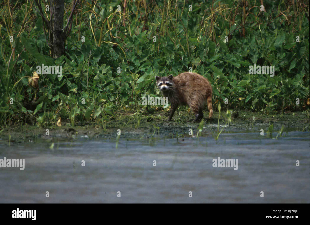 The raccoon (Procyon lotor) is a medium-sized mammal native to North ...