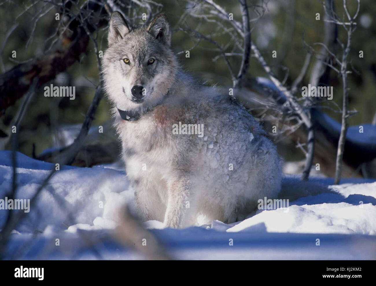 Radio collared gray wolf on snow Stock Photo - Alamy