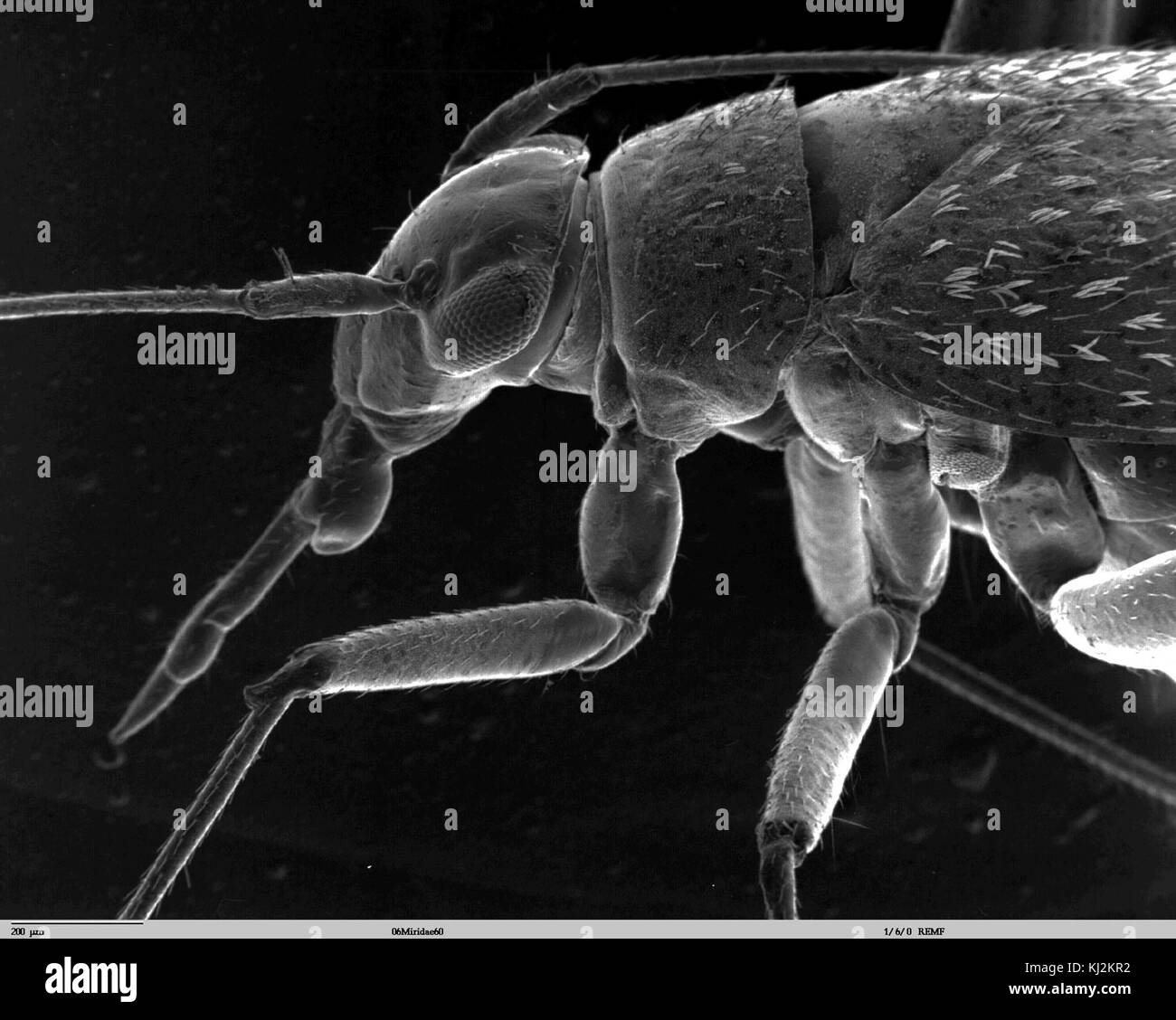 Miridae SEM 3 Stock Photo - Alamy
