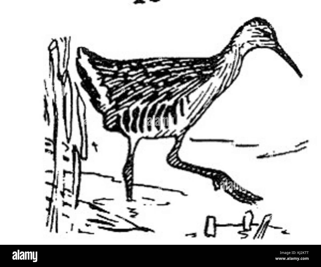 Bird line drawing hi-res stock photography and images - Alamy