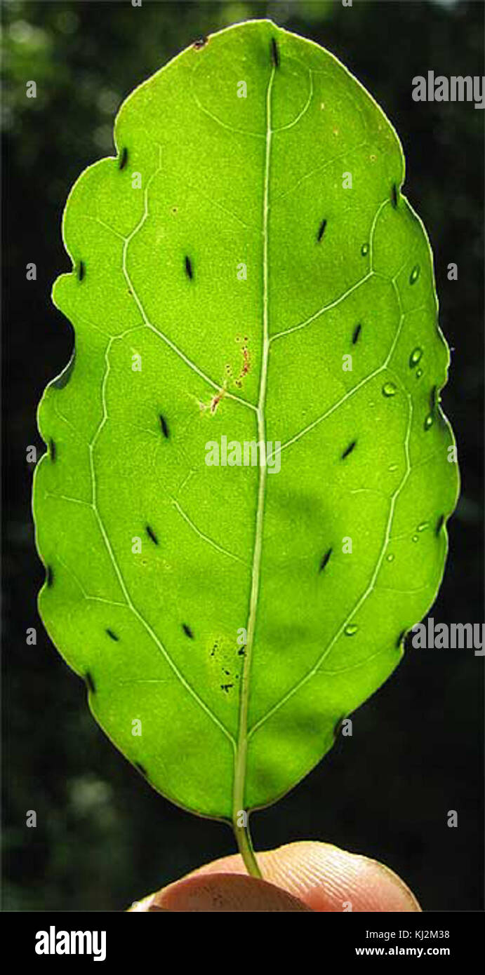 Porophyllum hi-res stock photography and images - Alamy