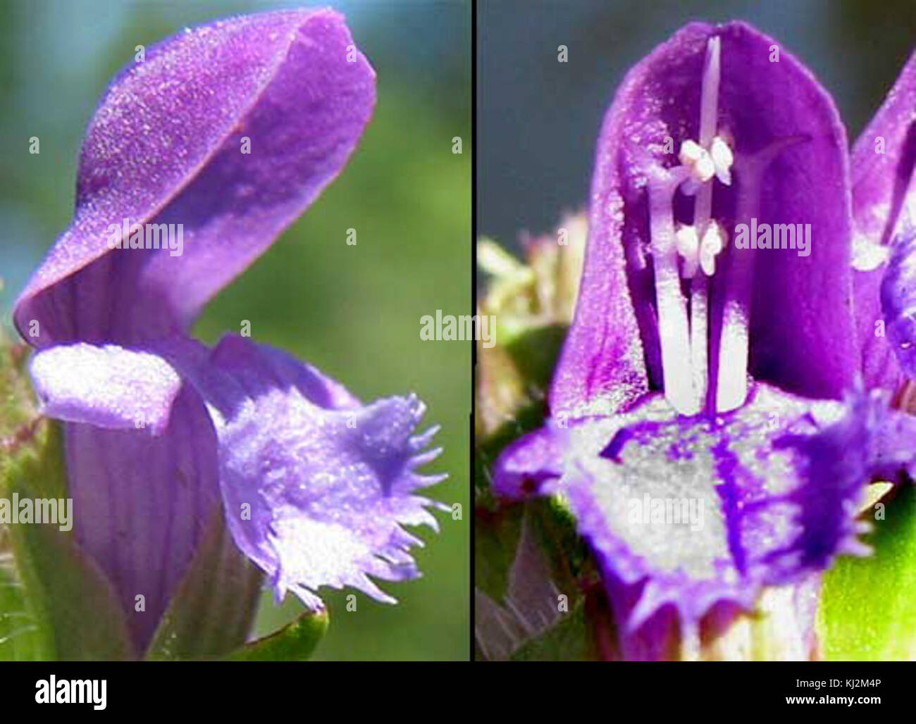 Prunella vulgaris illustration hi-res stock photography and images - Alamy
