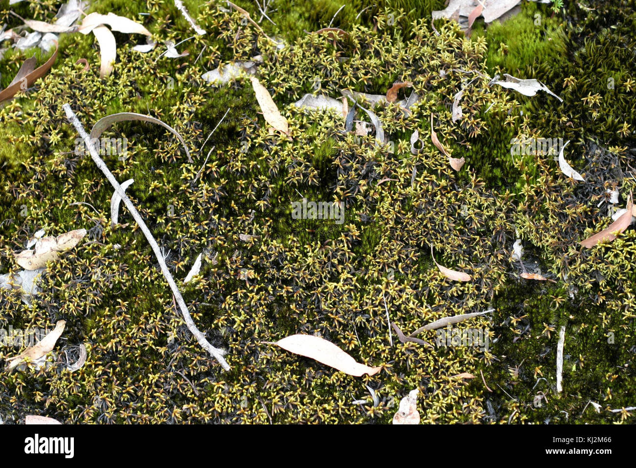Mossy texture background Stock Photo - Alamy