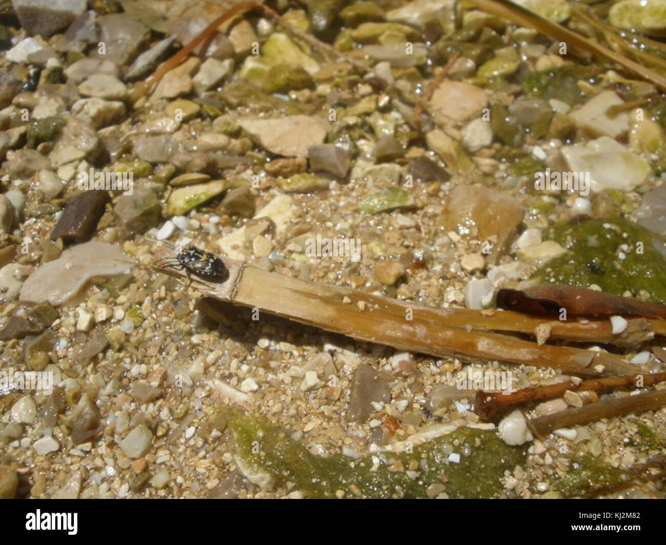 Israel 15821 Insects in Nahal David Stock Photo - Alamy