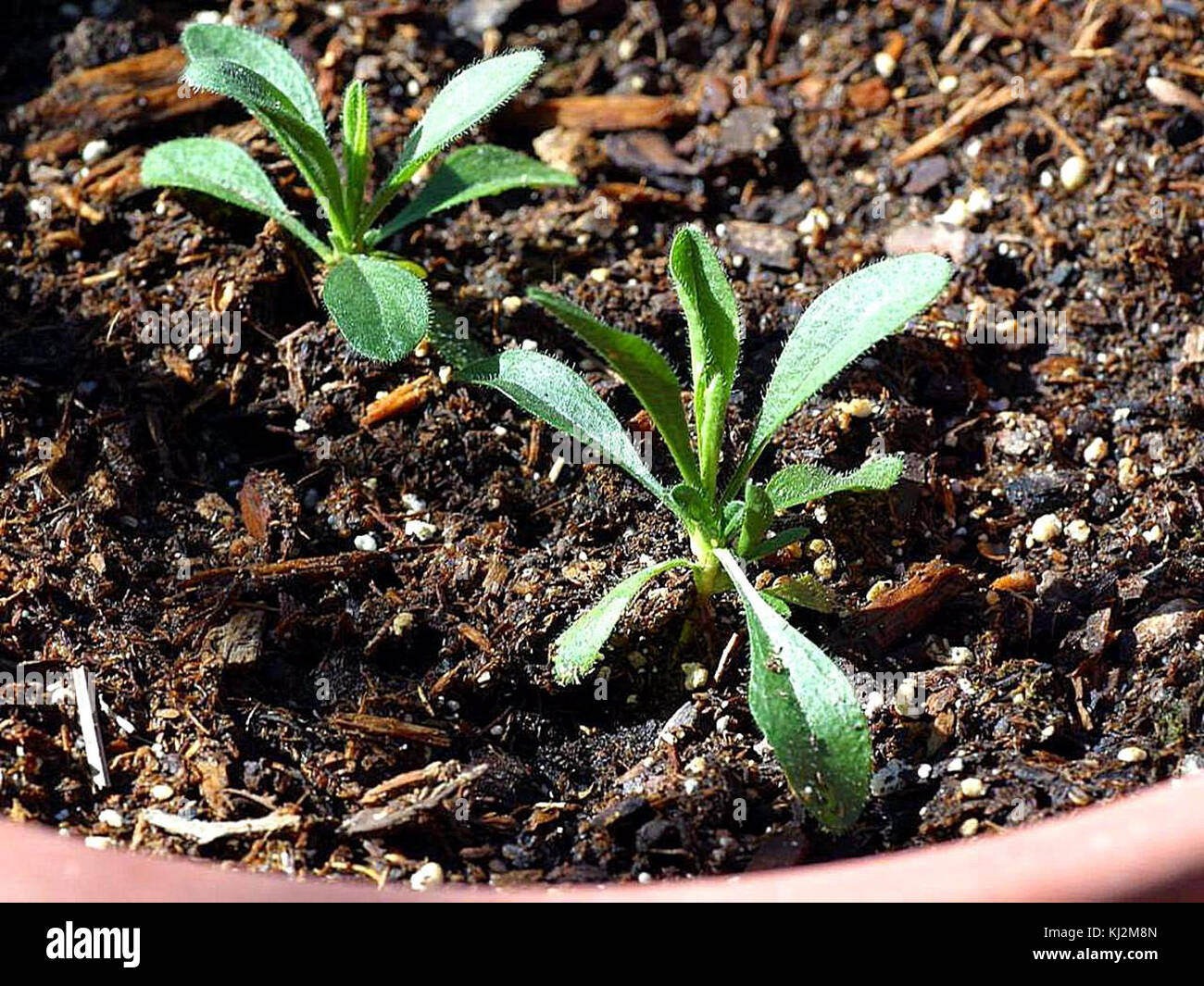 This image depicts plants sprouting from the dirt, symbolizing the ...