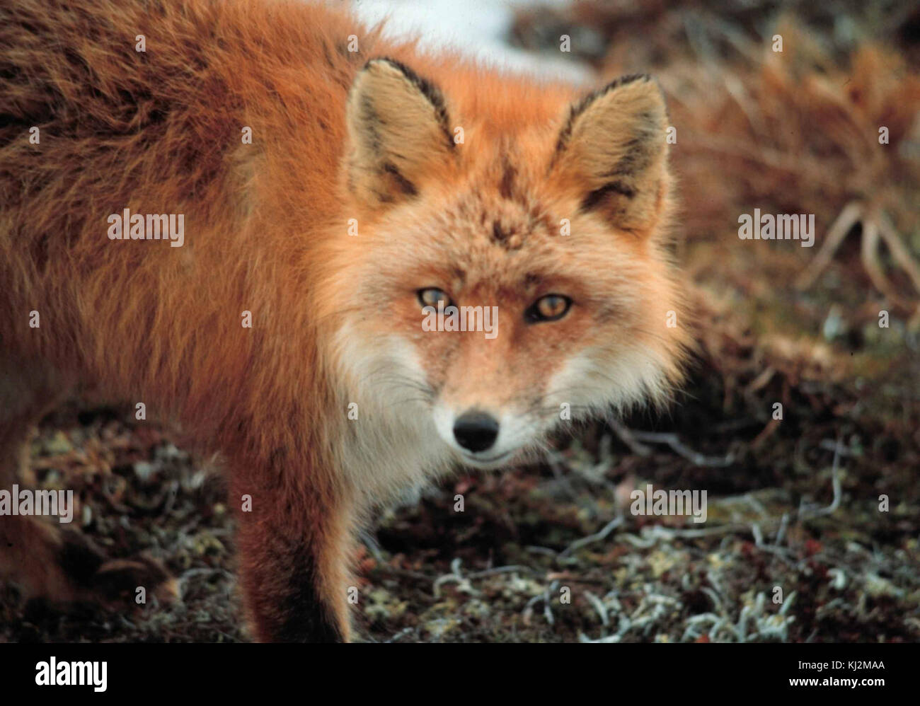 Red fox book cover hi-res stock photography and images - Alamy