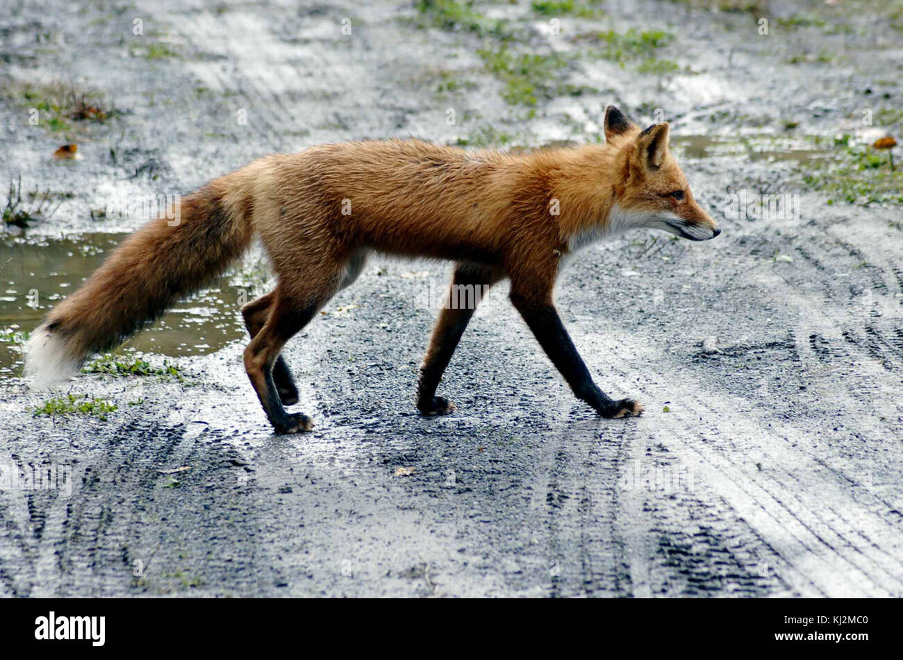 Red fox on road Stock Photo - Alamy