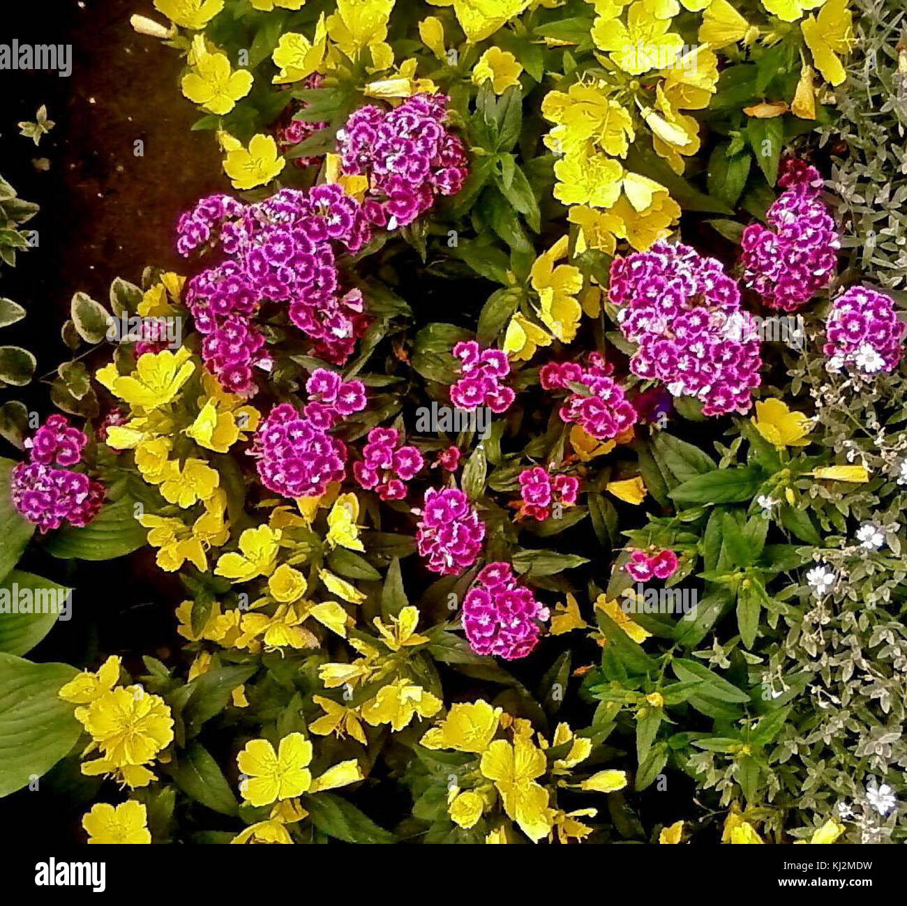 Purple turkish flowers Stock Photo - Alamy