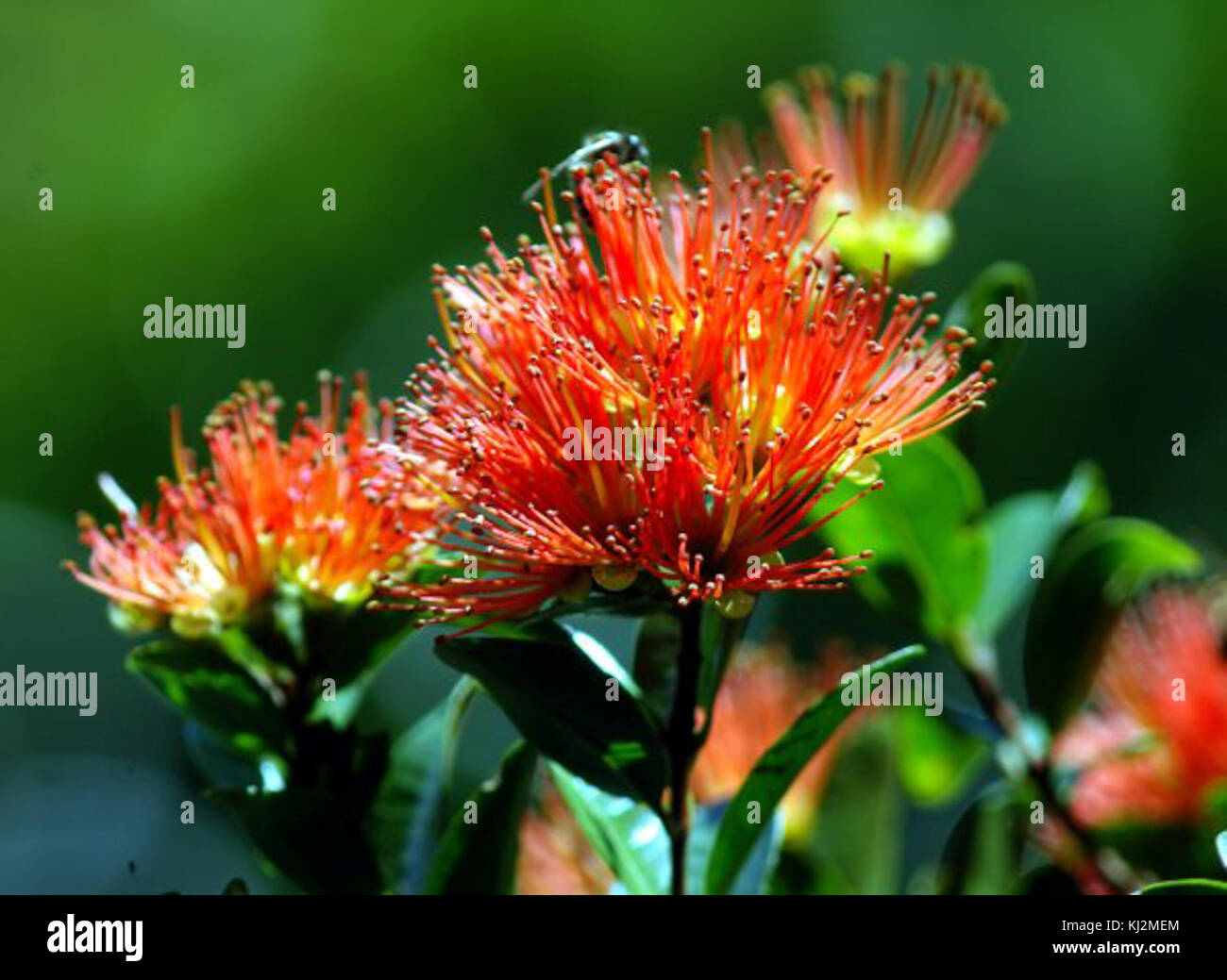 Indigenous species of rata hi-res stock photography and images - Alamy