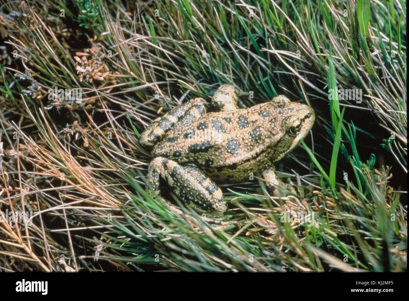 Red legged frog Stock Photo - Alamy