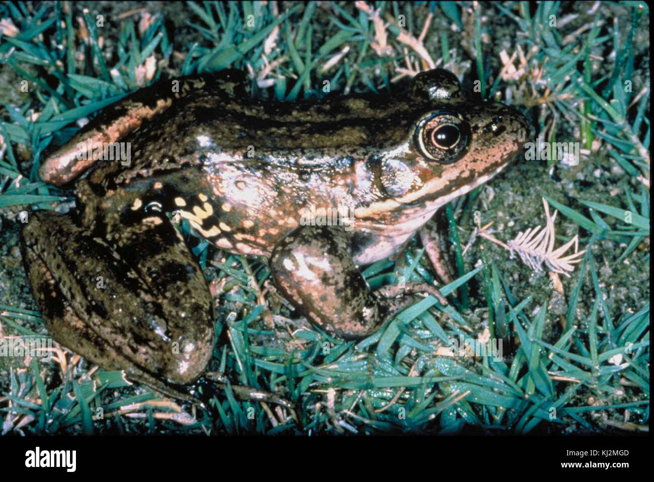 Red legged frog in grass Stock Photo - Alamy