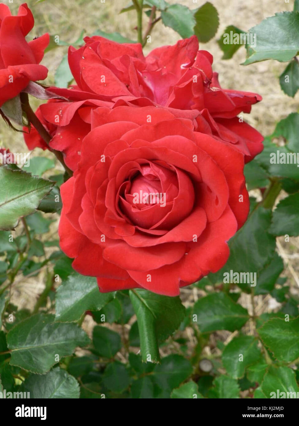 Red roses flowering Stock Photo - Alamy