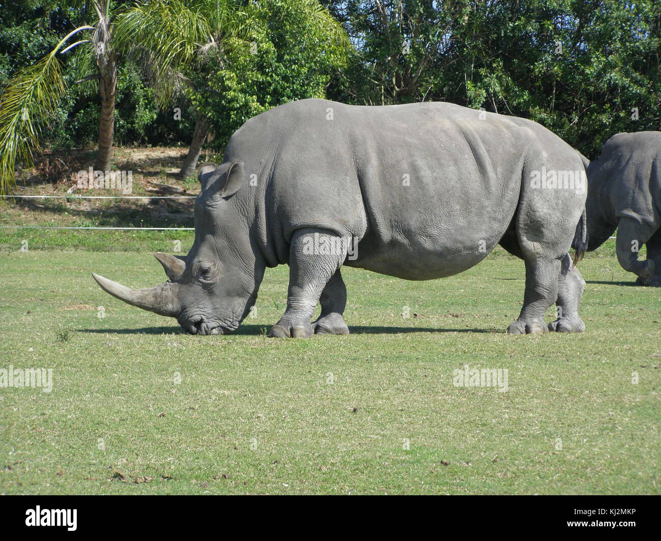 Rhino animal grazing Stock Photo - Alamy