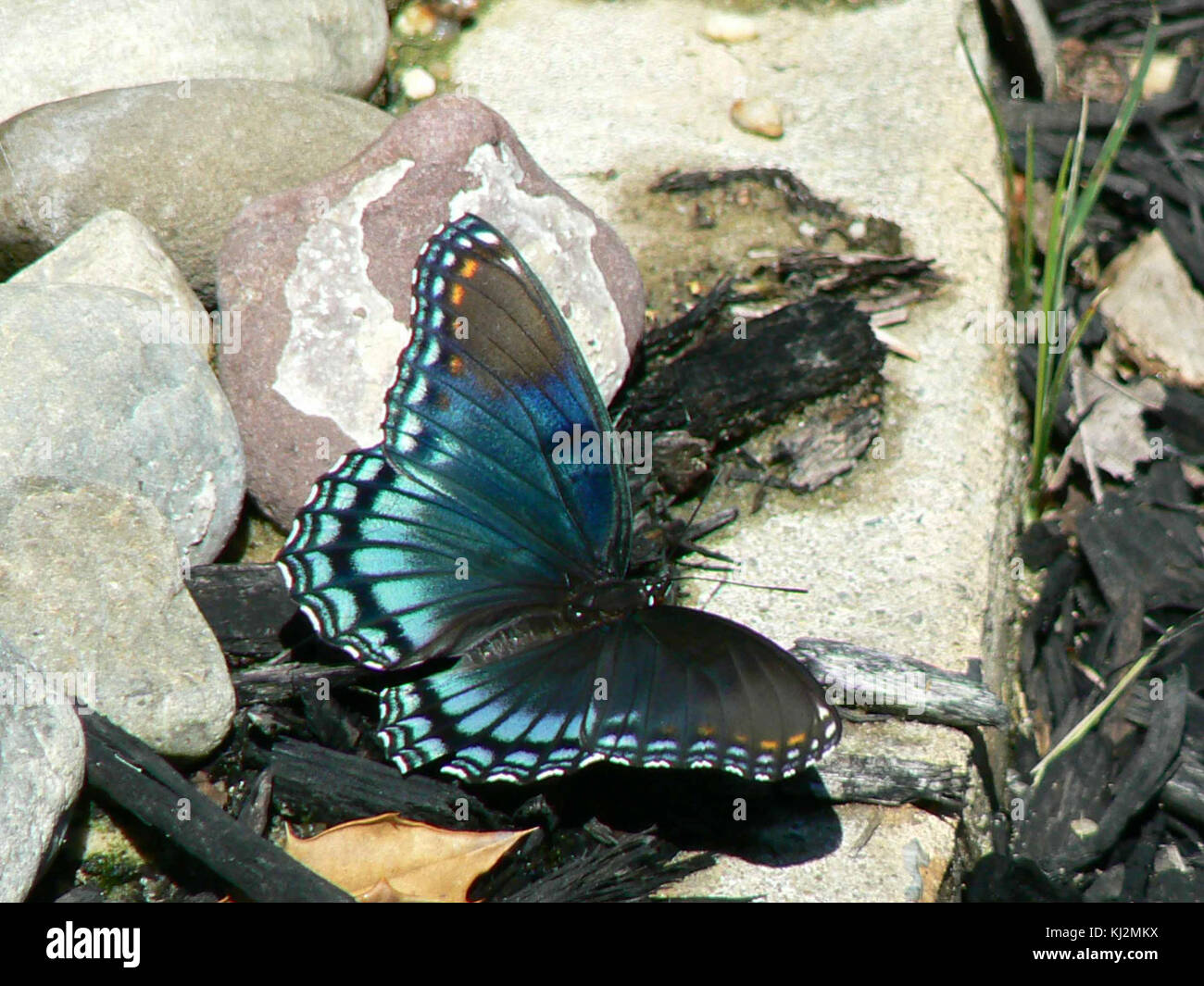 Red spotted purple butterfly limenitis arthemis Stock Photo - Alamy