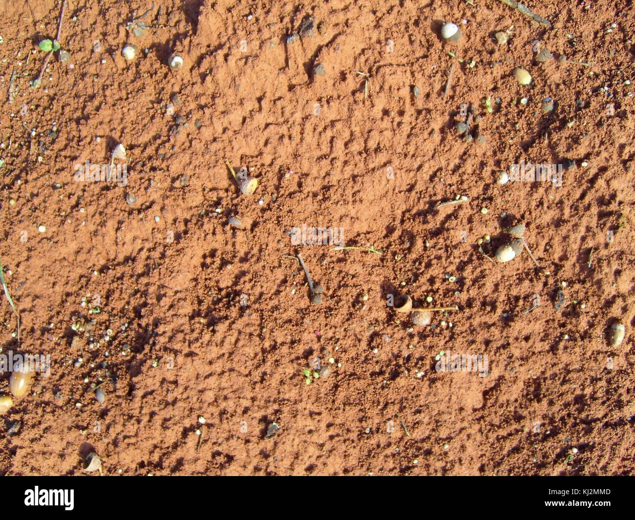 Red ground with acorns Stock Photo - Alamy