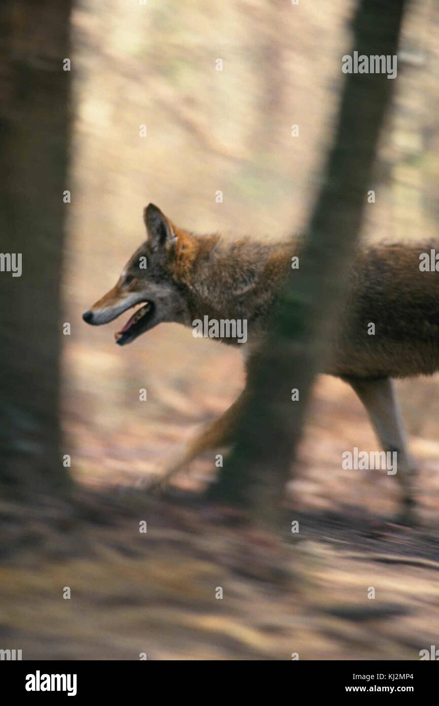 Red wolf running canis rufus Stock Photo - Alamy