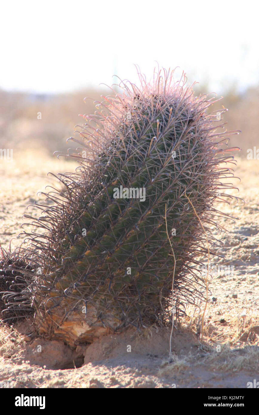 Barrel cactus on the Cabeza prieta national wildlife refuge Stock Photo ...