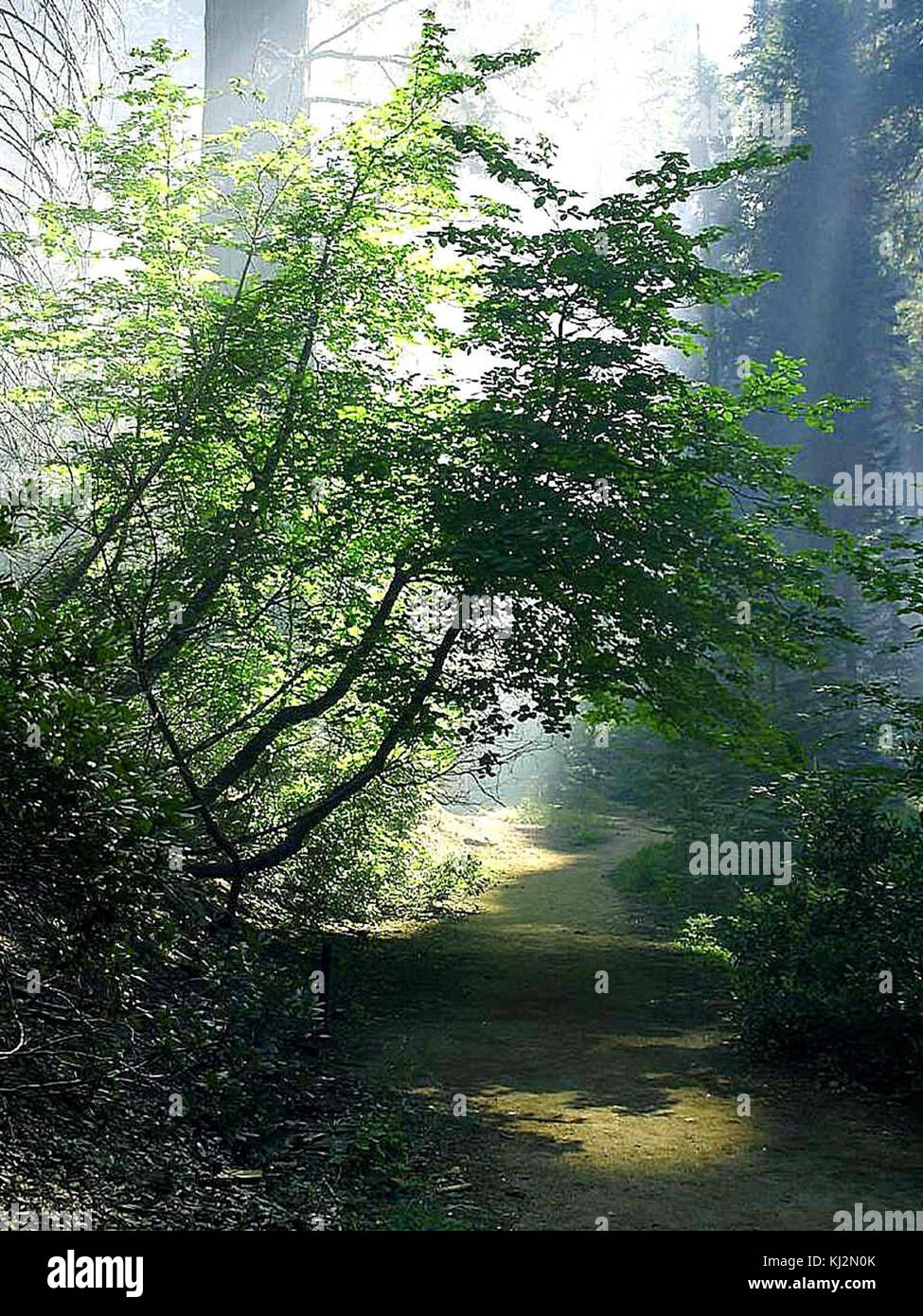 Smokey paths trails forests woods Stock Photo - Alamy