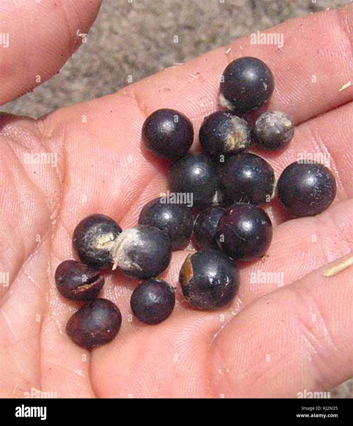 Sapindus saponaria hi-res stock photography and images - Alamy