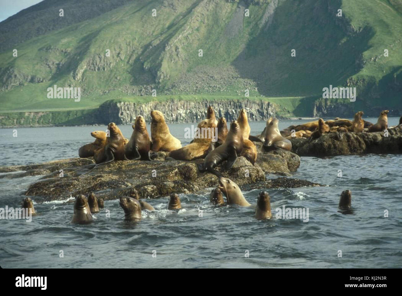 A photograph of sea lions, highlighting their natural behavior and ...