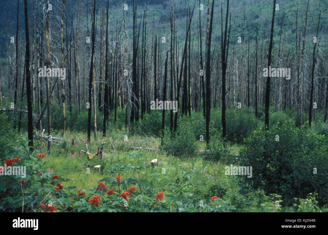 Regrowth after a forest fire shows nature's resilience as plant life ...