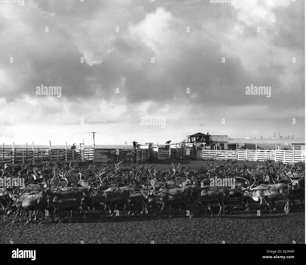 Old reindeer Black and White Stock Photos & Images - Alamy