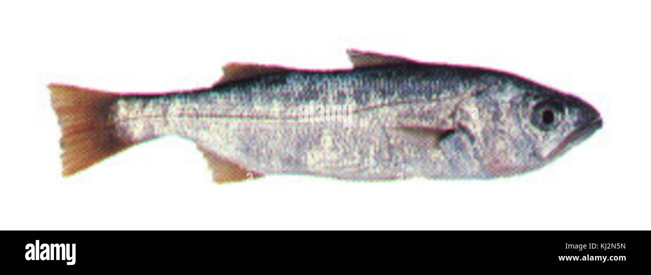 Seriphus hi-res stock photography and images - Alamy