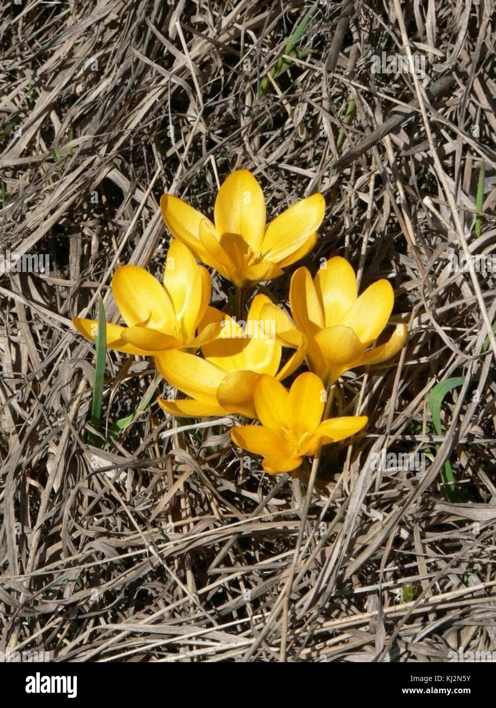 This image features a yellow crocus (Crocus vernus), a springtime ...