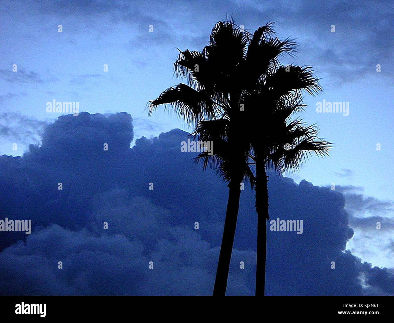 Plam trees at sunrise Stock Photo - Alamy