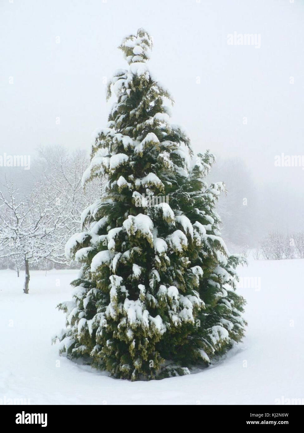 Snow on cypress tree Stock Photo - Alamy