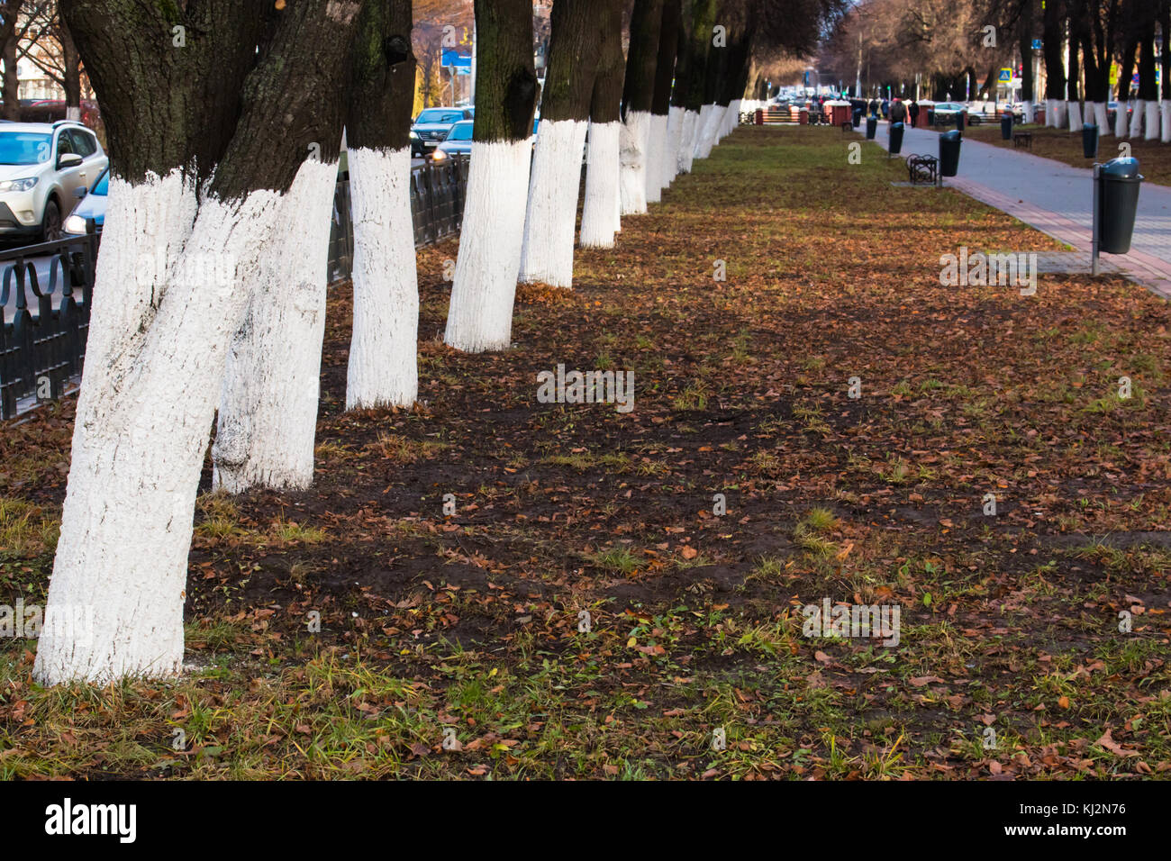 Trunks of deciduous trees painted by the garden whitewashing outdoors ...