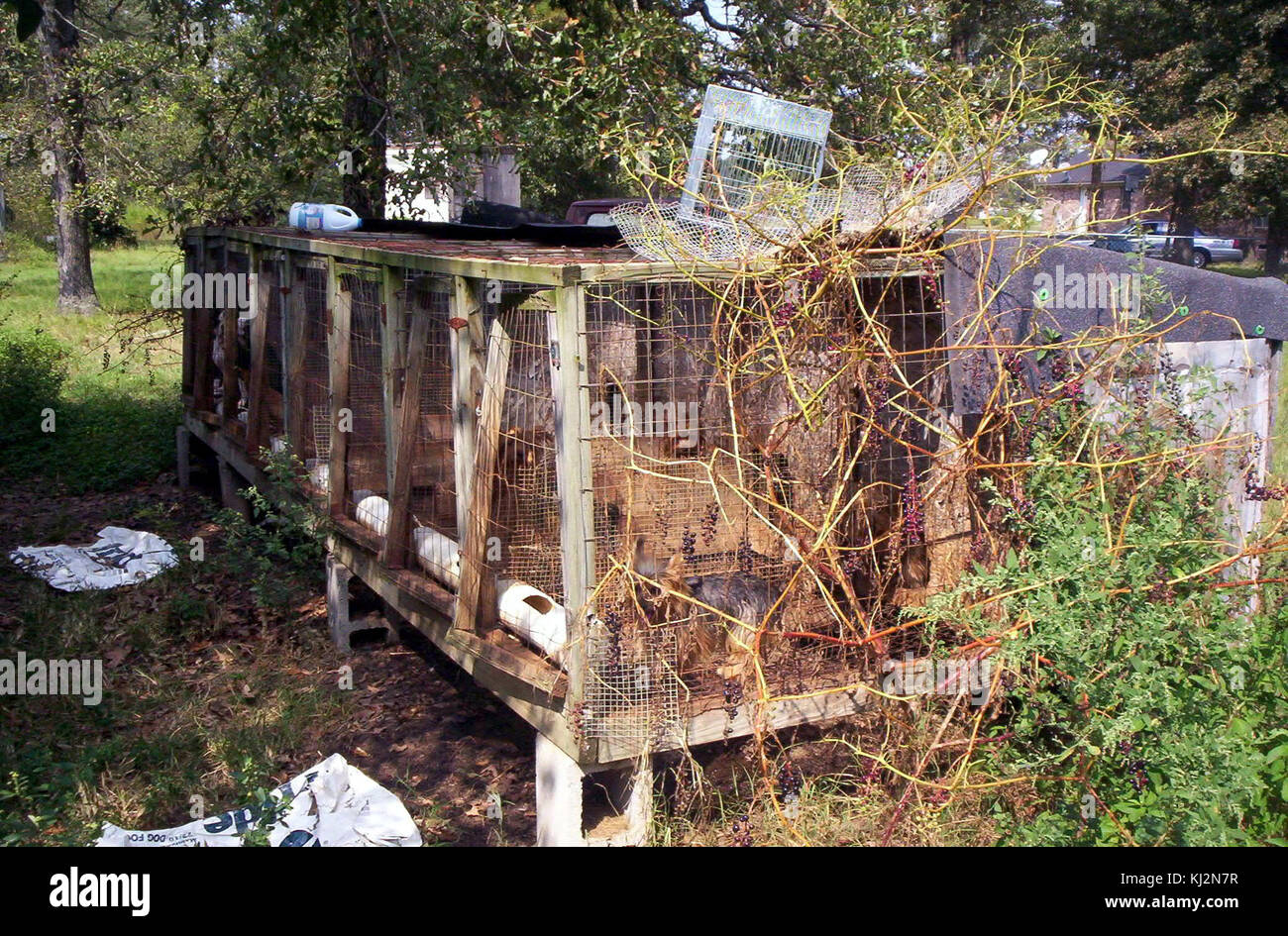 A puppy mill is a commercial dog-breeding facility that prioritizes ...